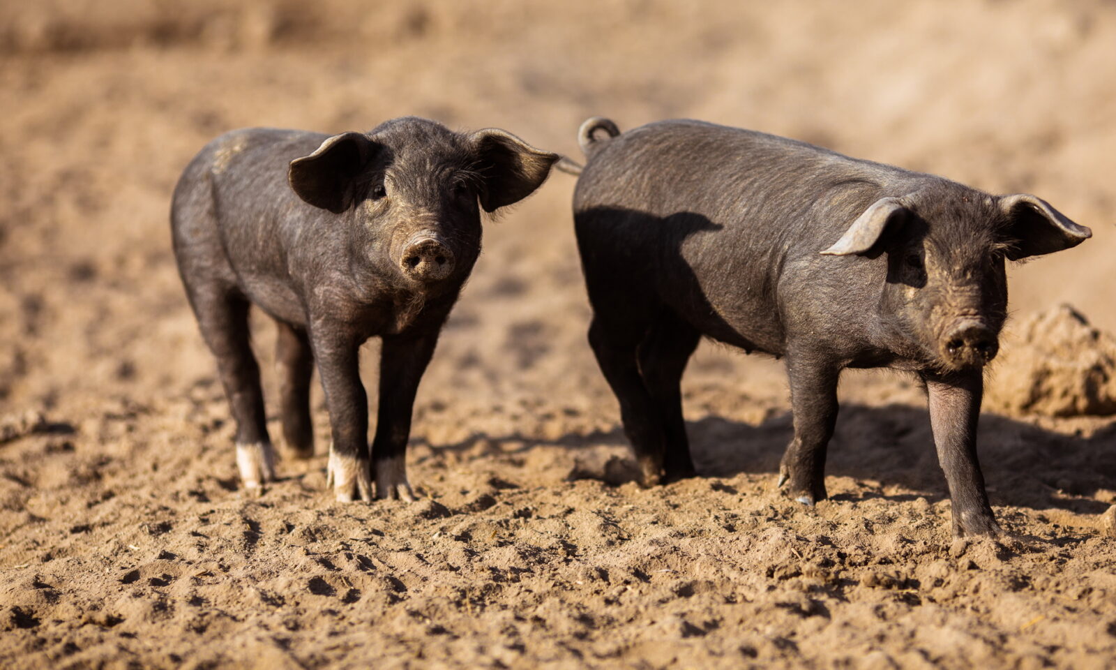 Black Slavonian pork Bacon — Baranjski kulen